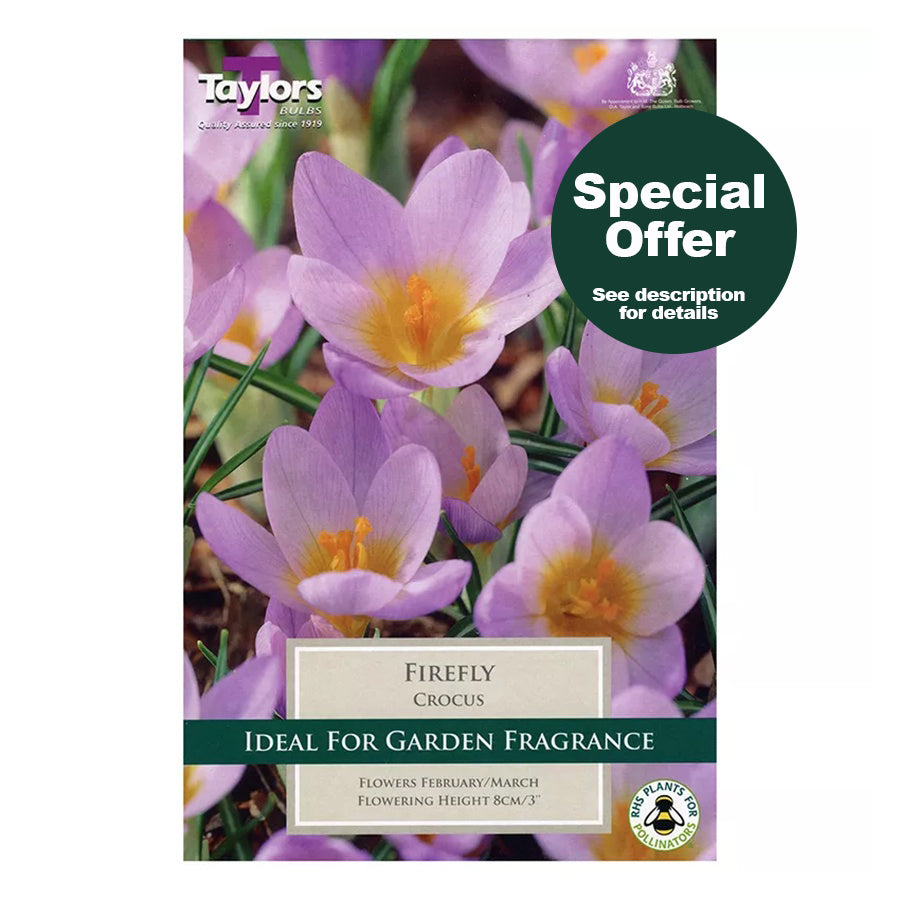 Taylors Bulbs - Crocus Firefly x 12 Bulbs – DeWaldens Garden Centre