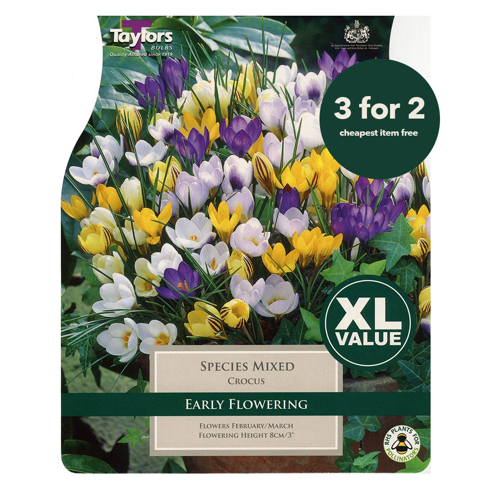 Taylors Bulbs - Crocus Species Mix XL Pack x 30 Bulbs – DeWaldens Garden Centre