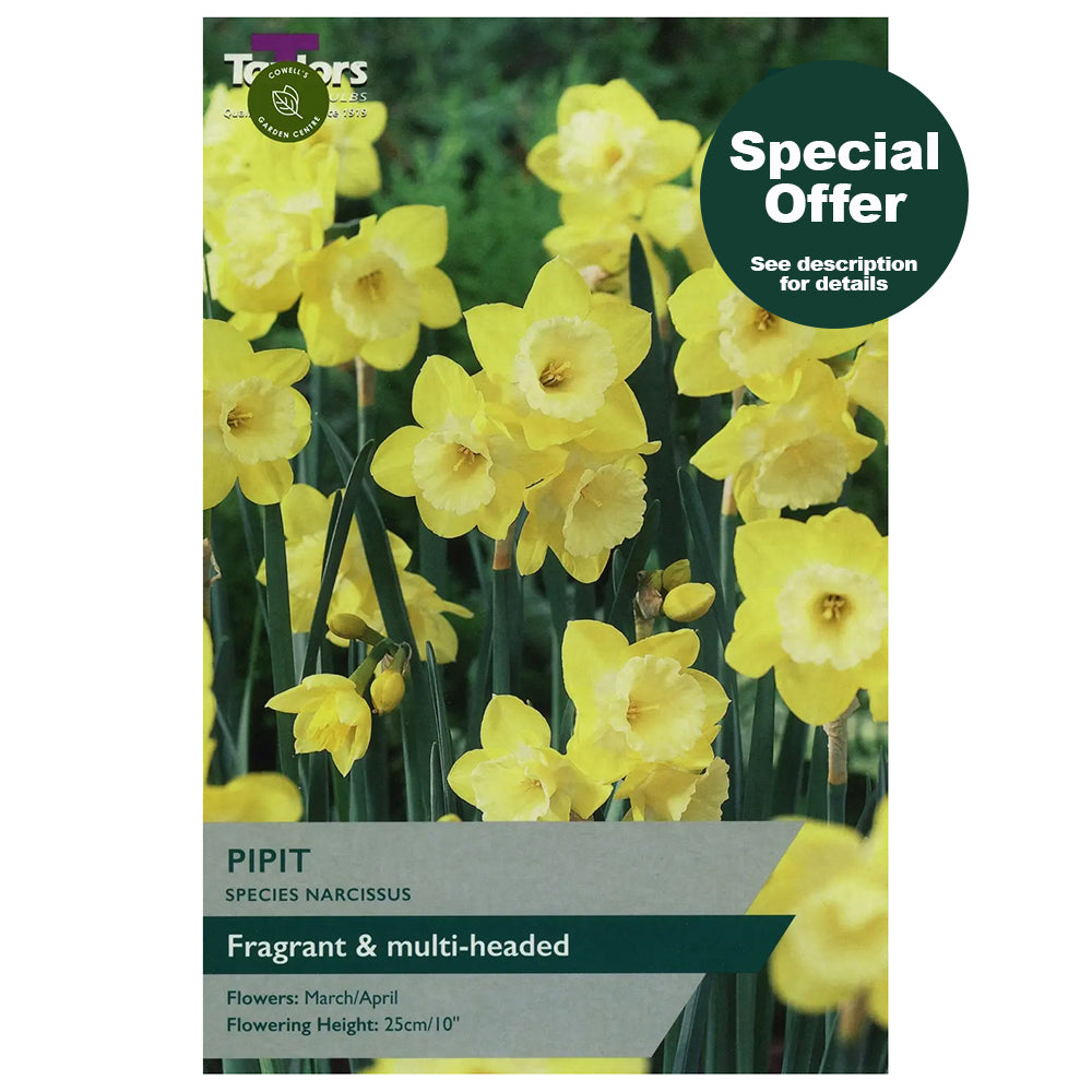 Taylors Bulbs - Narcissus Pipit x 6 Bulbs – DeWaldens Garden Centre