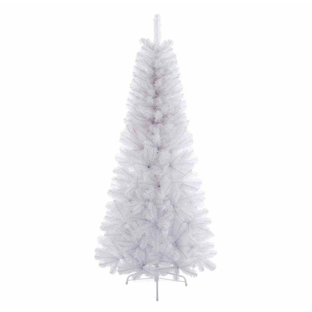 Premier White Spruce Pine Tree – DeWaldens Garden Centre