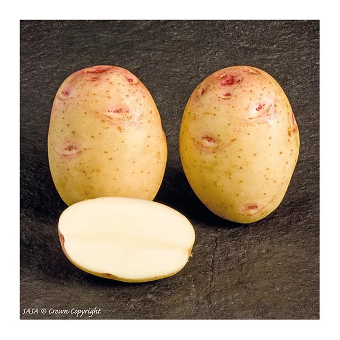 Cara Seed Potatoes 2kg – DeWaldens Garden Centre