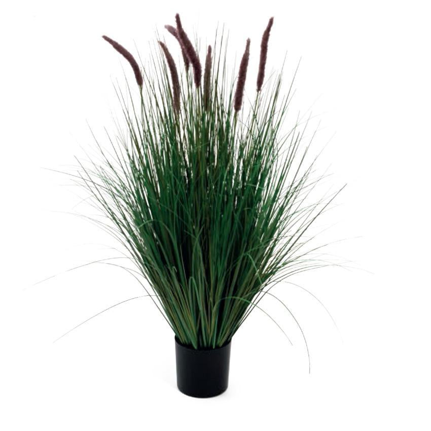 Henry Bell - Ornamental Fox-Tail Grass (80cm x 30cm) – DeWaldens Garden ...