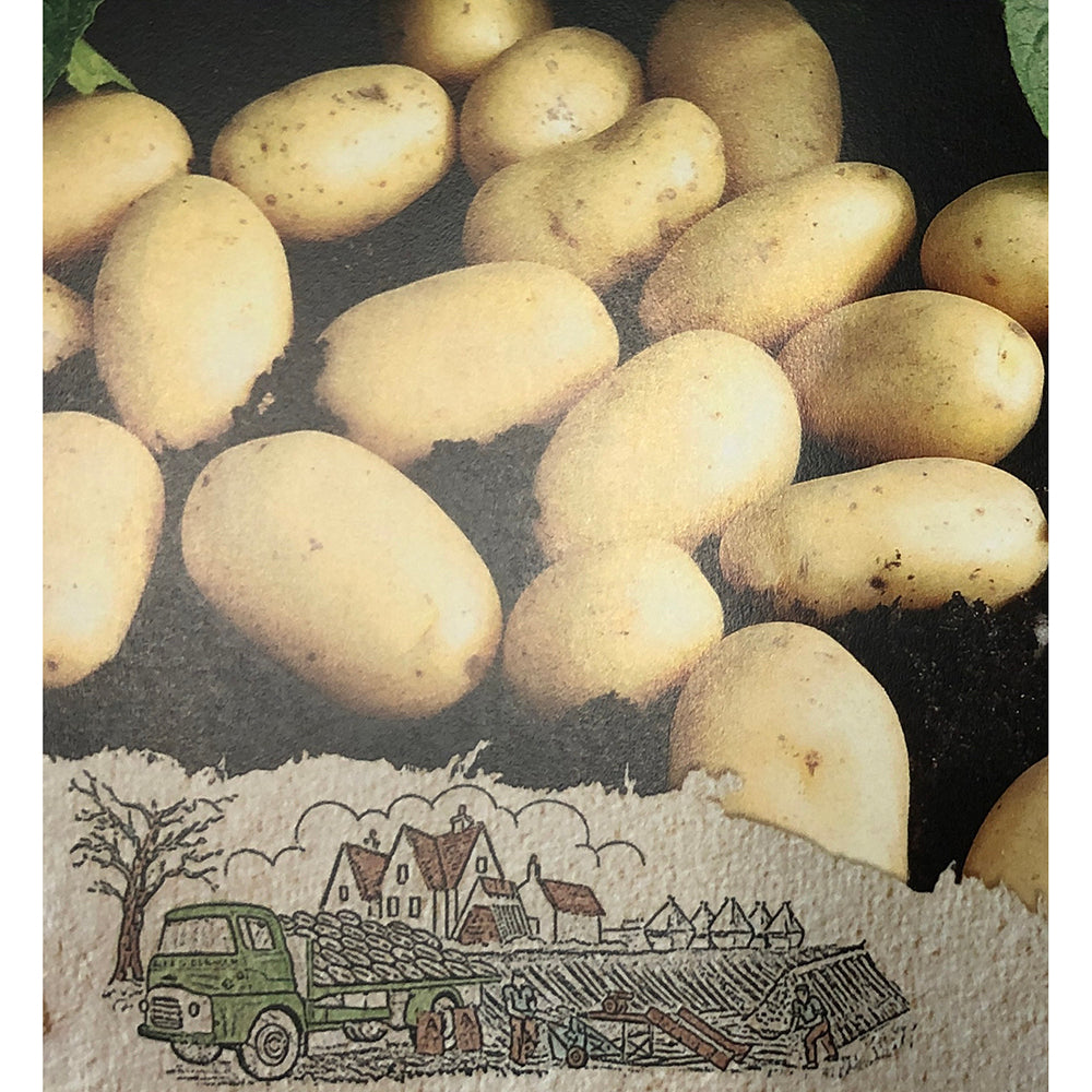 Jazzy Seed Potatoes 2kg – DeWaldens Garden Centre