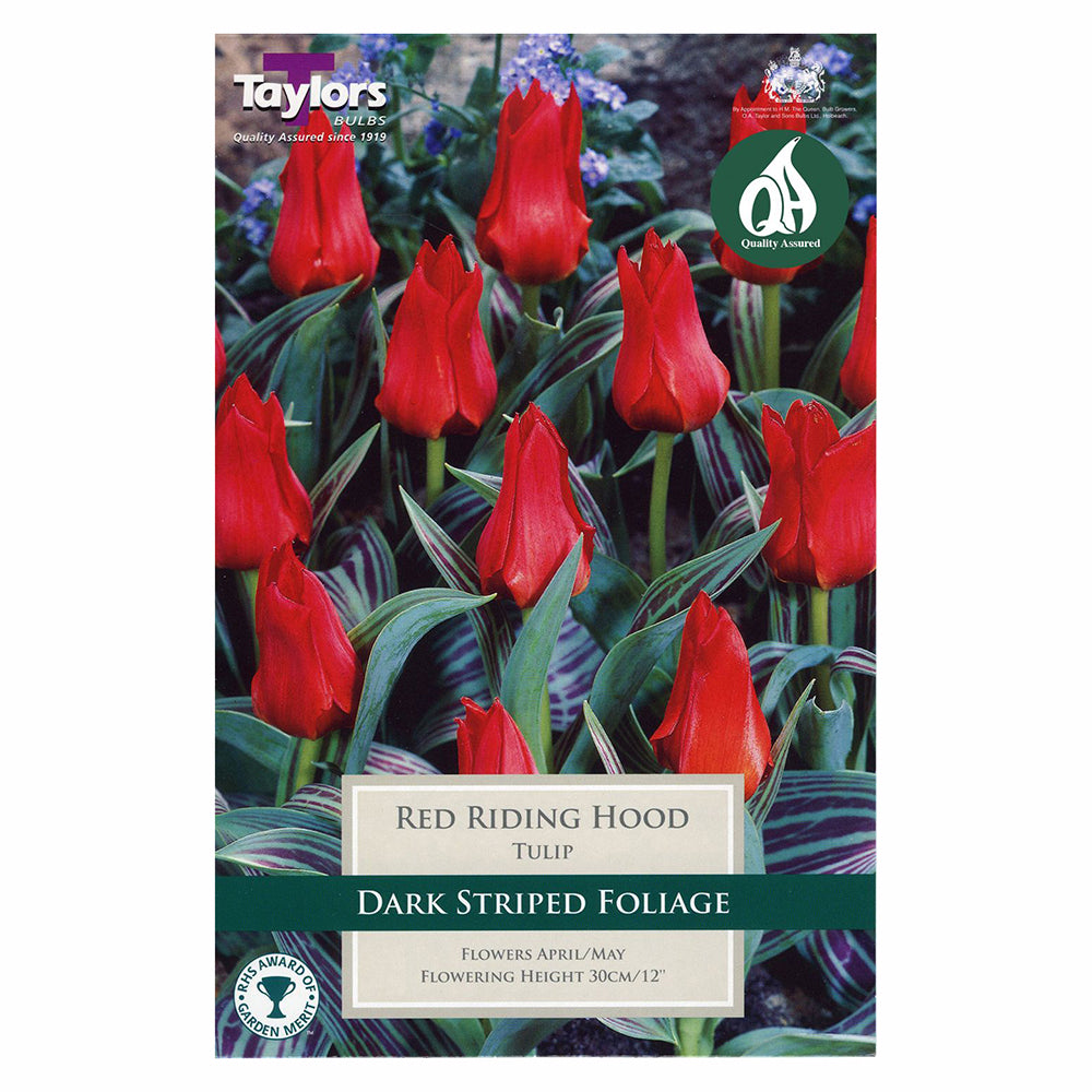 Taylors Bulbs - Tulip Red Riding Hood x 9 Bulbs – DeWaldens Garden Centre